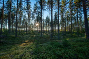 Mitä metsä maksaa? - Maatilan Pellervo