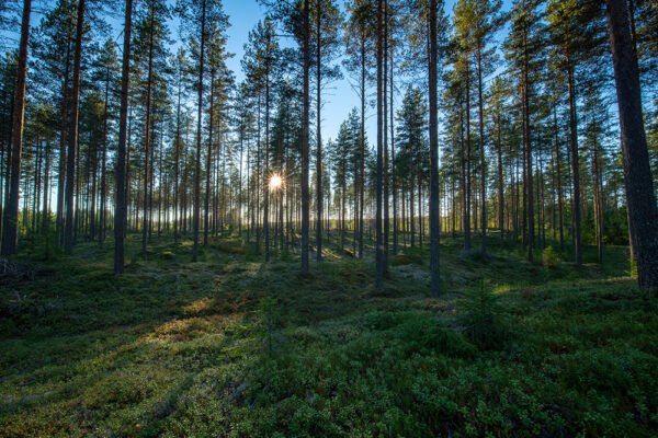 Mitä metsä maksaa? - Maatilan Pellervo