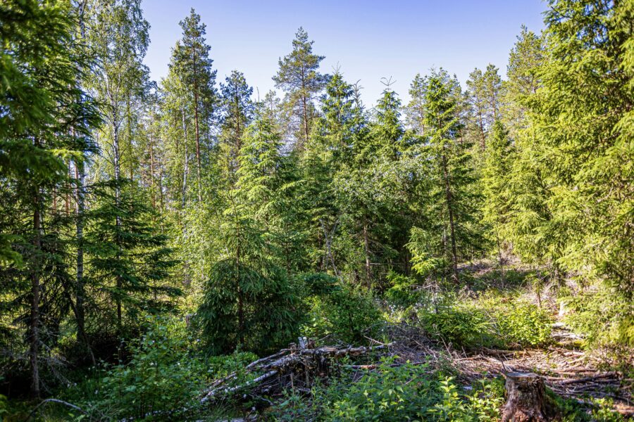 Mitä metsä maksaa? - Maatilan Pellervo