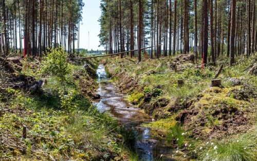 Mitä metsä maksaa? - Maatilan Pellervo