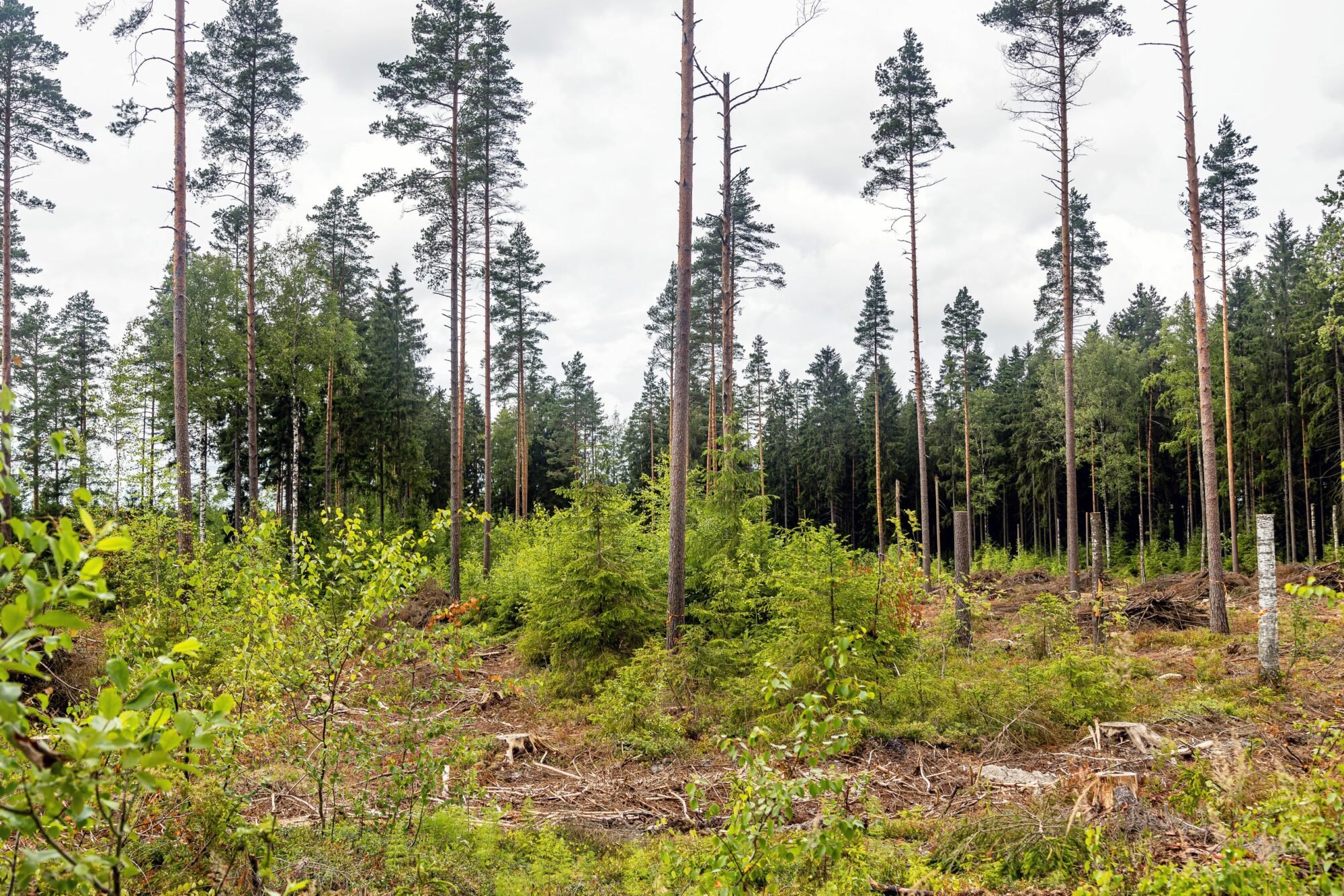 Mitä metsä maksaa? - Maatilan Pellervo