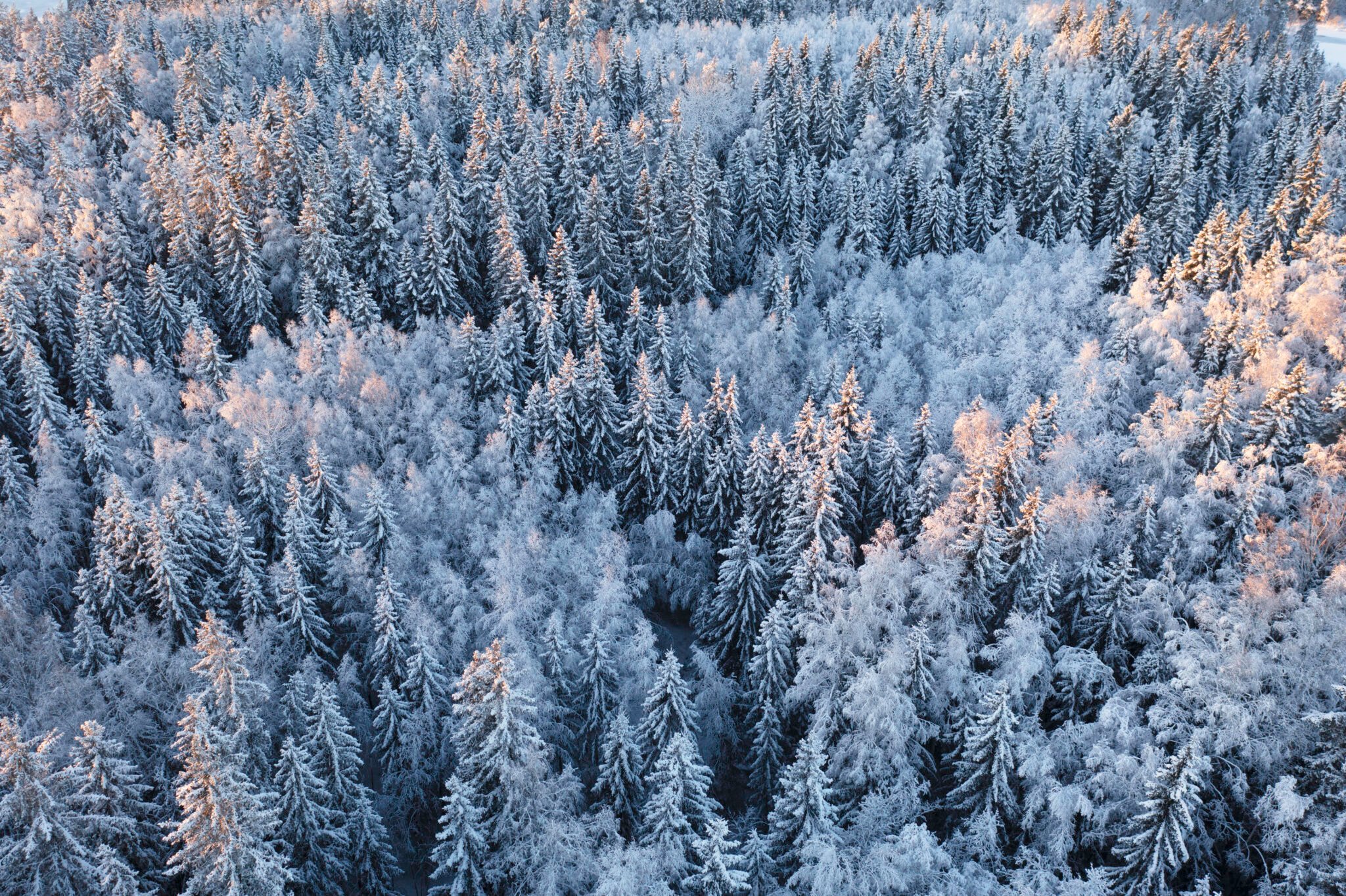 Metsämaan hinnat 2024 - Maatilan Pellervo