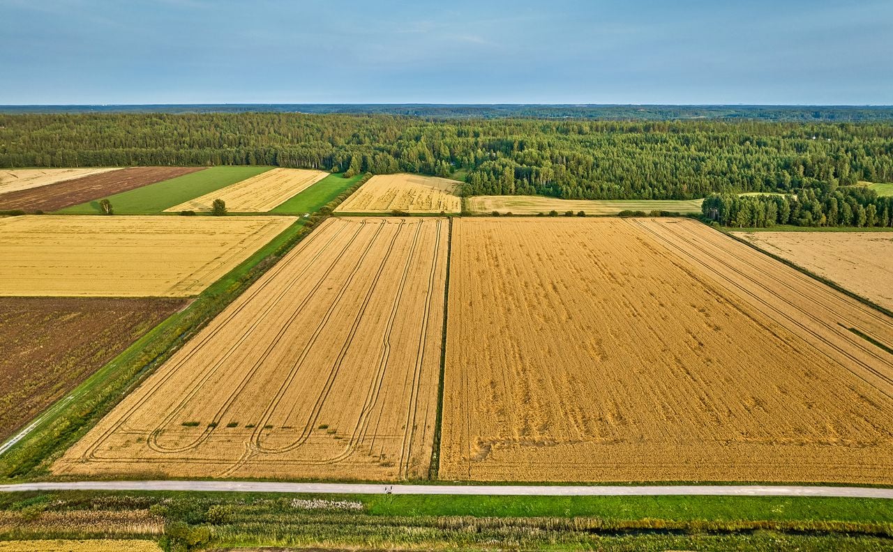Metsän hinta nousussa 2025 - Maatilan Pellervo